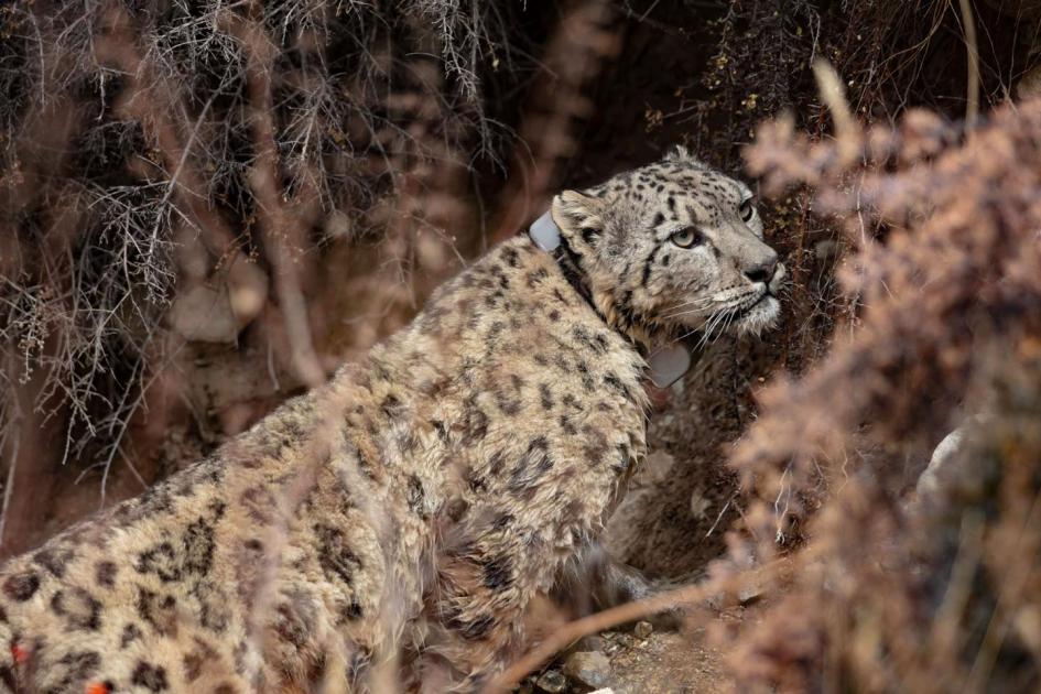 The diary of a snow leopard researcher | WWF