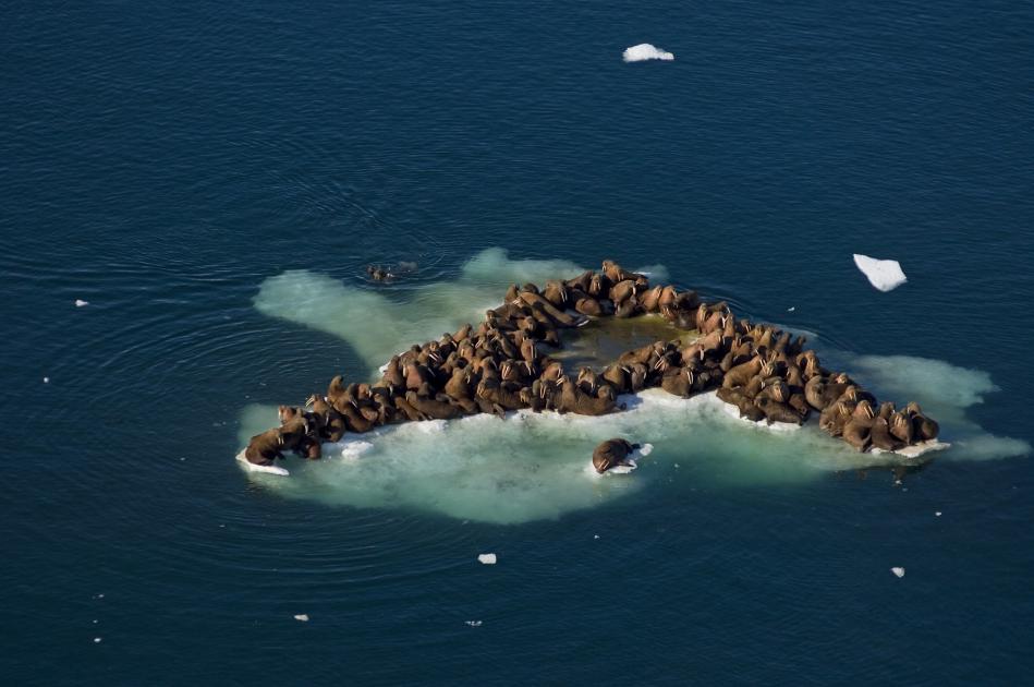 Walrus from Space | WWF