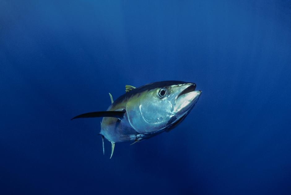 Transforming the Future of Tuna | WWF