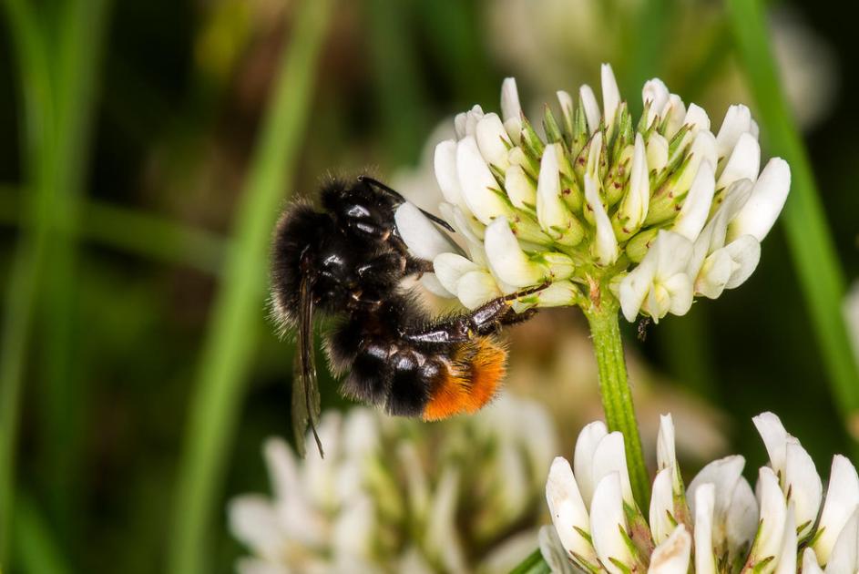 Let’s bring nature back with wildflower restoration | WWF