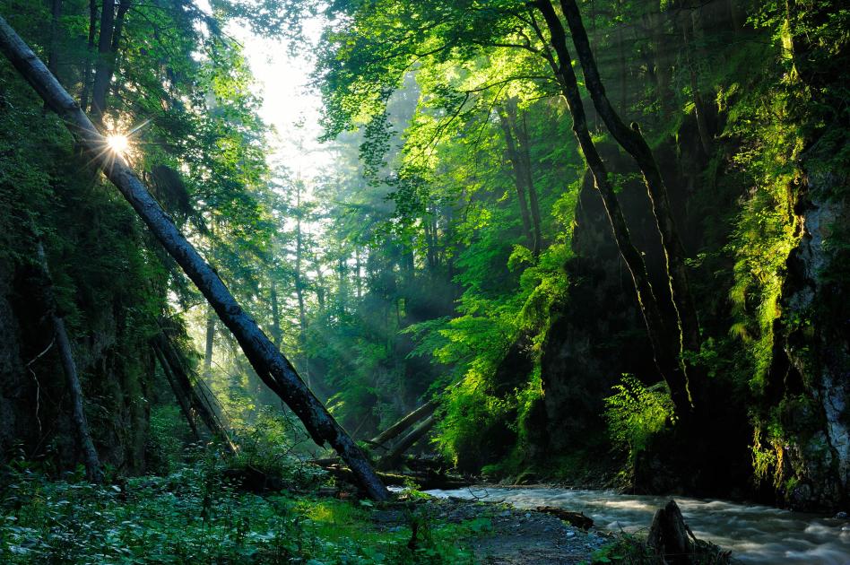 60 years of action | WWF