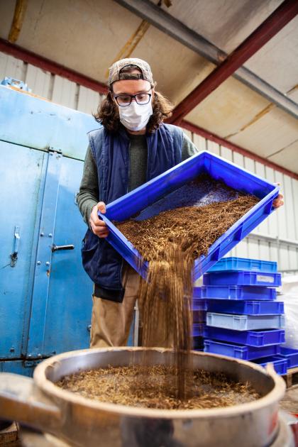 The insects as animal feed report | WWF