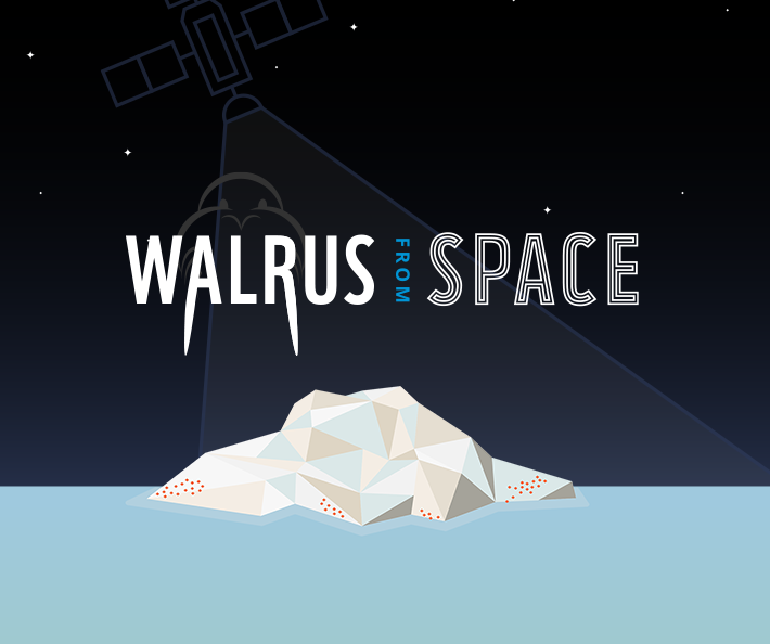 Become a detective and spot walrus from space | WWF