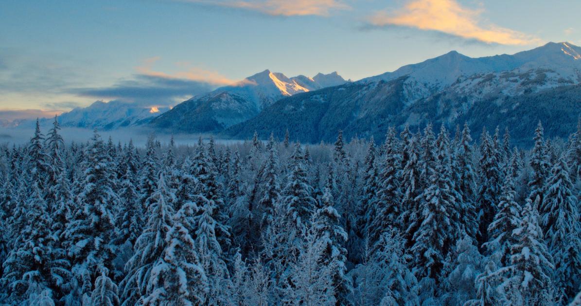 Top tips for a sustainable Christmas | WWF