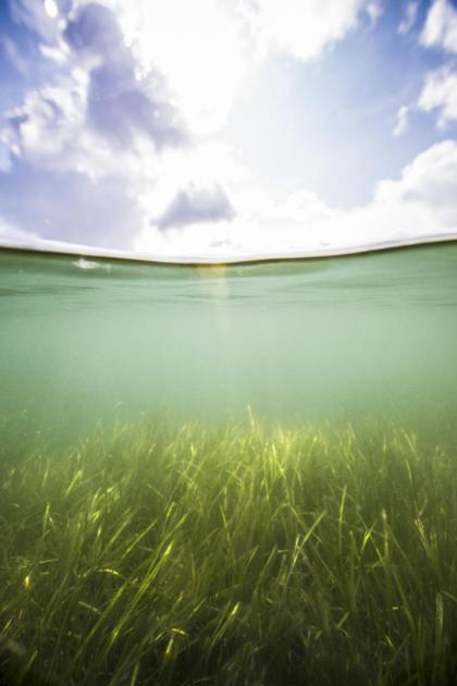 Seas of our future | WWF