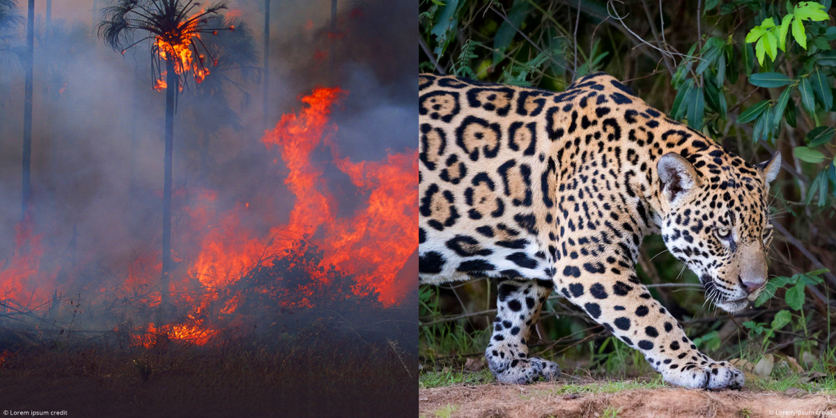 Hunting in the shadows of the Amazon | WWF