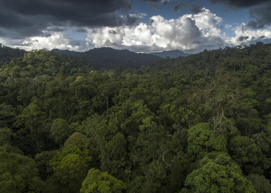New legislation to protect forests | WWF
