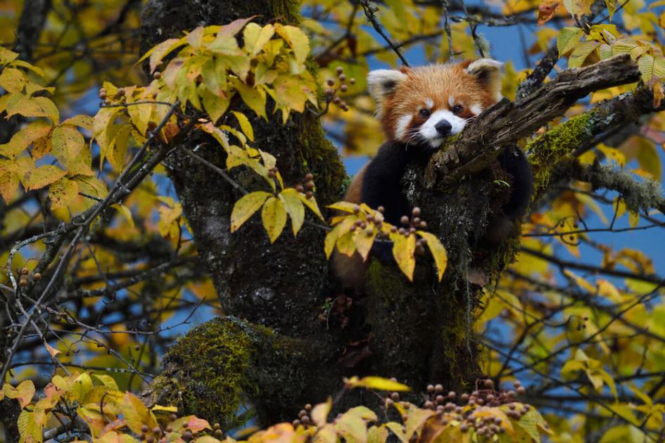 Top 5 facts about Red Pandas | WWF