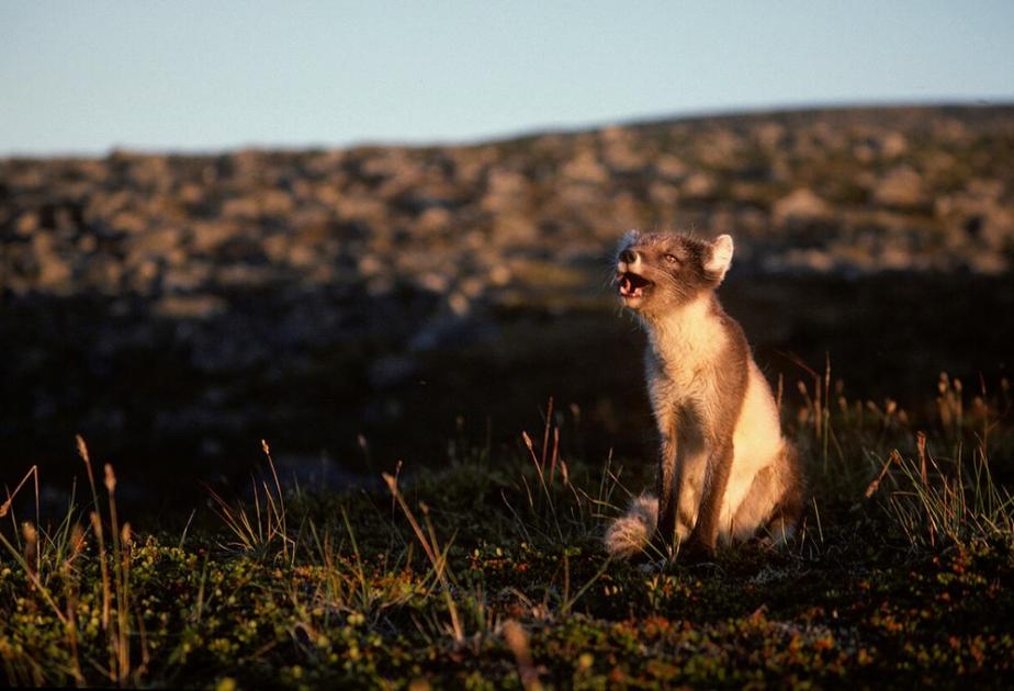Top 10 facts about Arctic foxes | WWF