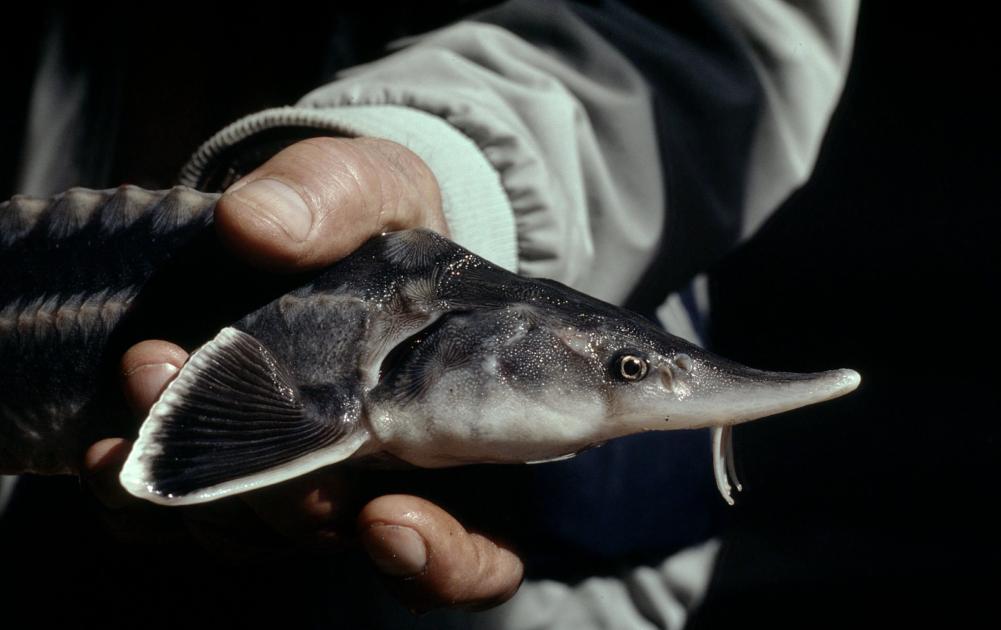 Calls to save sturgeon as 'living fossil' fish slip towards extinction ...
