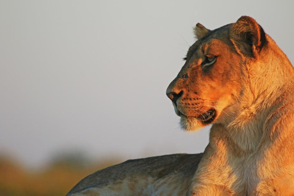 Take our big cats quiz | WWF