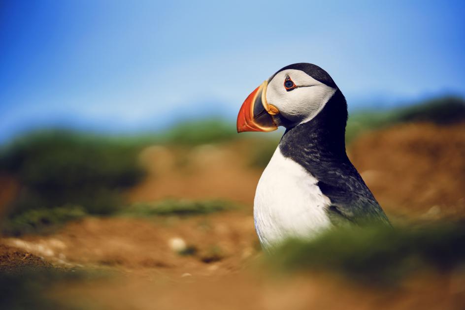 Wild Isles | WWF