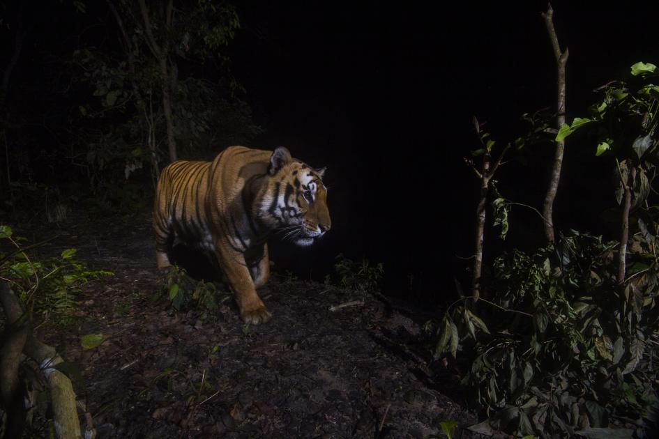 Tigers roar back: Nepal meets goal to double wild tiger numbers | WWF