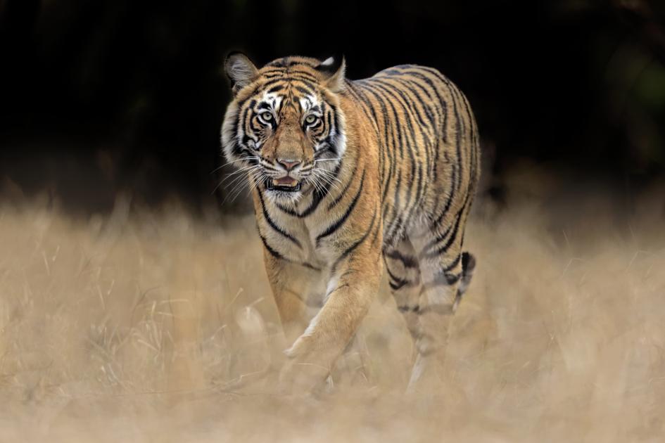 Potential to expand wild tiger range | WWF