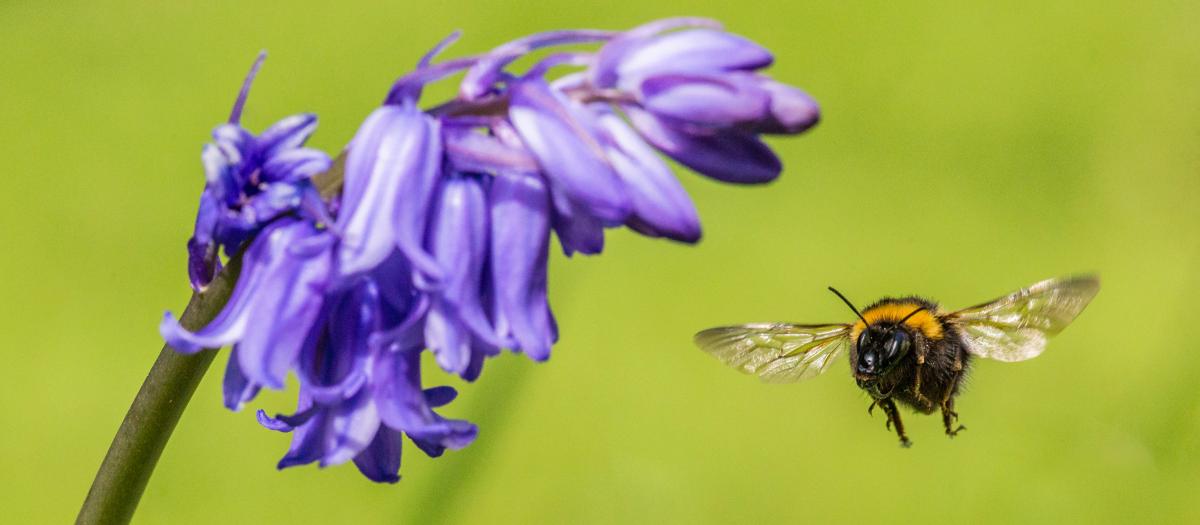 Schools calendar: live lessons and events | WWF