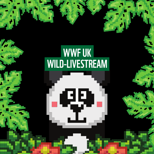 WWF livestream fundraising | WWF