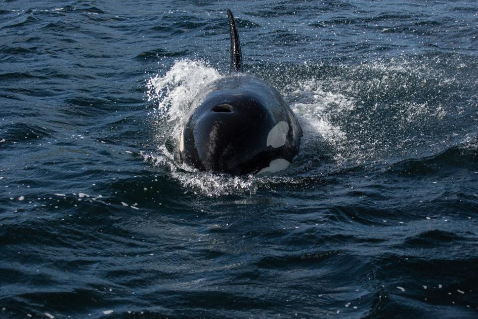 Top 10 facts about Orcas | WWF