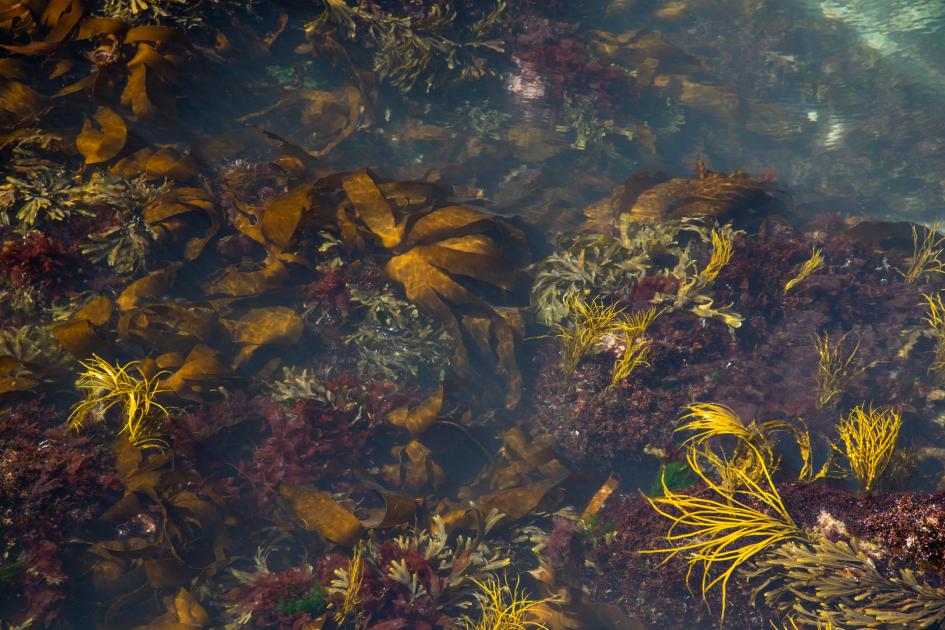 Celebrating National Laverbread Day | WWF