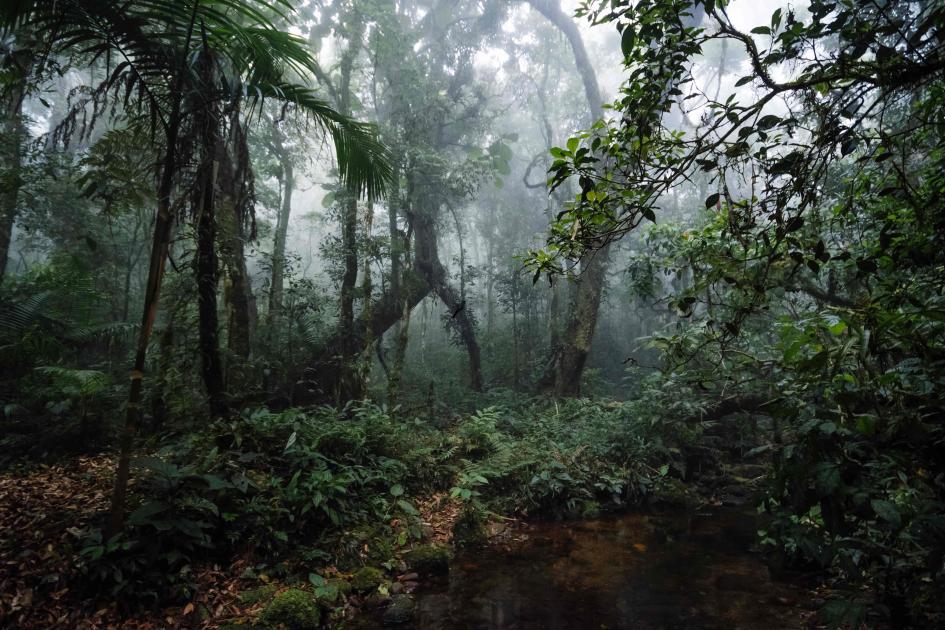 Top 10 facts about Forests | WWF
