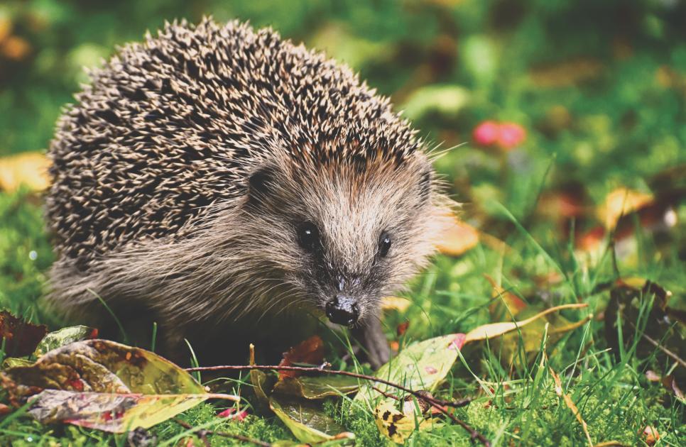 Top 10 facts about Hedgehogs | WWF