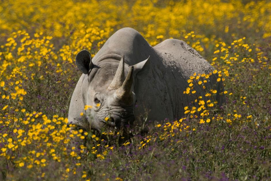 World Rhino day 2025 | WWF