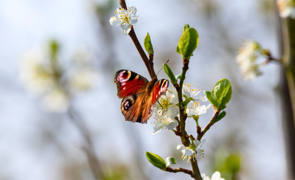 Seasons in Nature | WWF