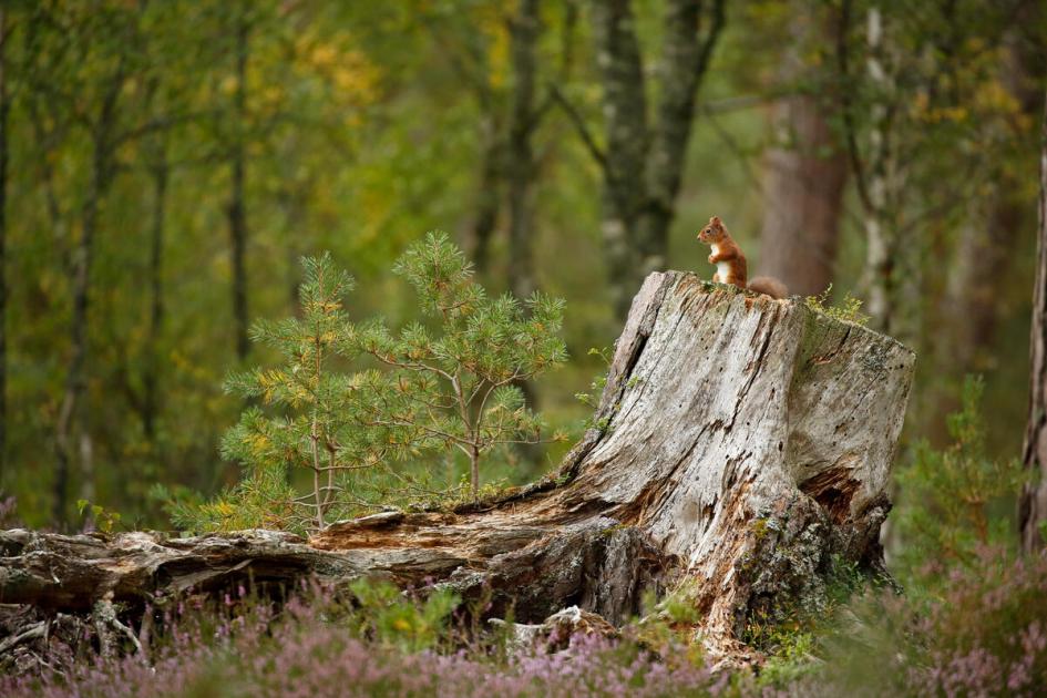 UK nature facing irreversible decline without action | WWF