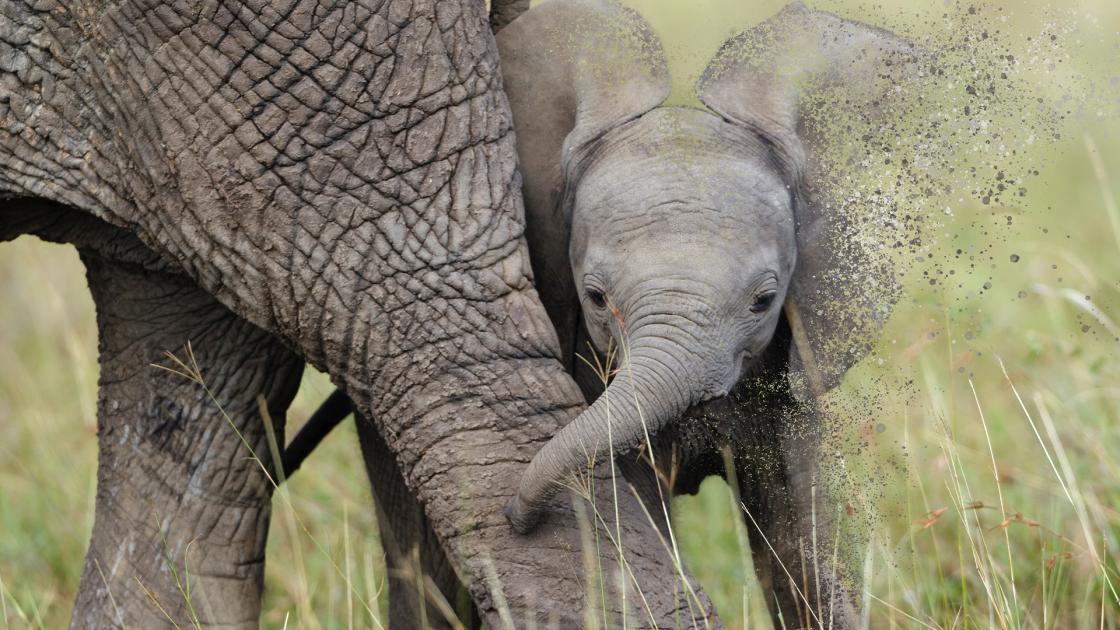 Stop the destruction of nature | WWF