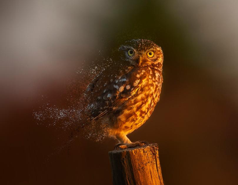 Stop the destruction of nature | WWF