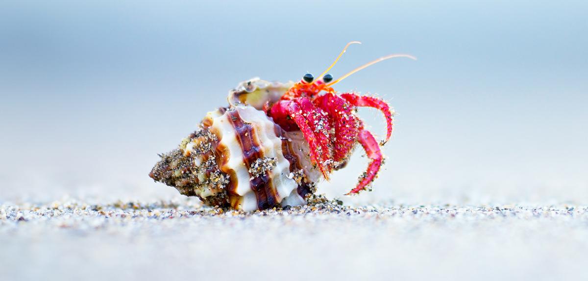 Hidden wildlife word search | WWF