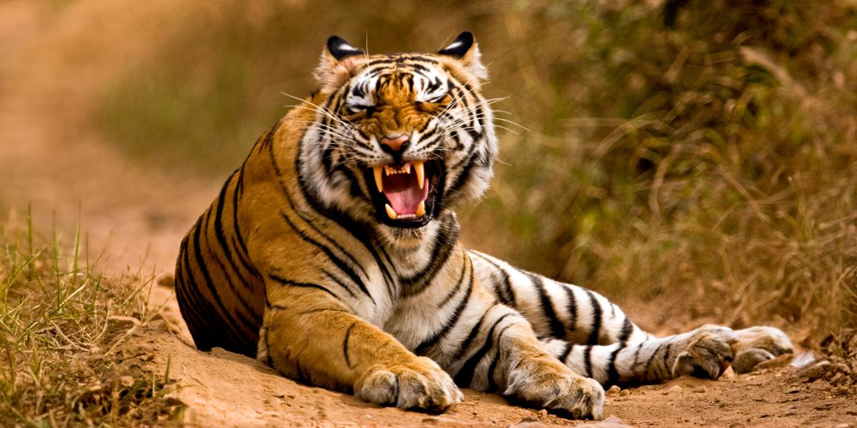 What's your inner big cat? | WWF