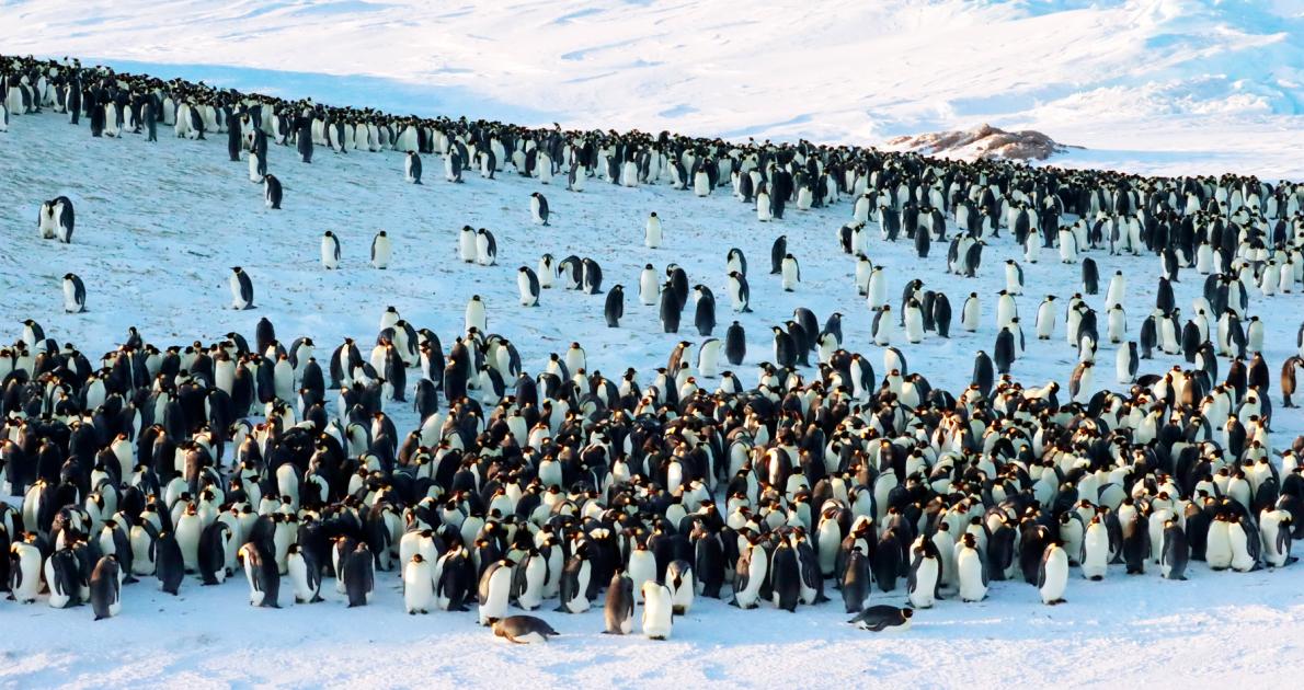 Protecting penguins | WWF