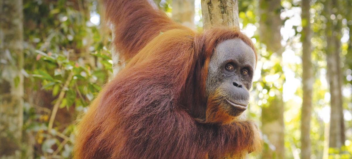 Forests of life | WWF