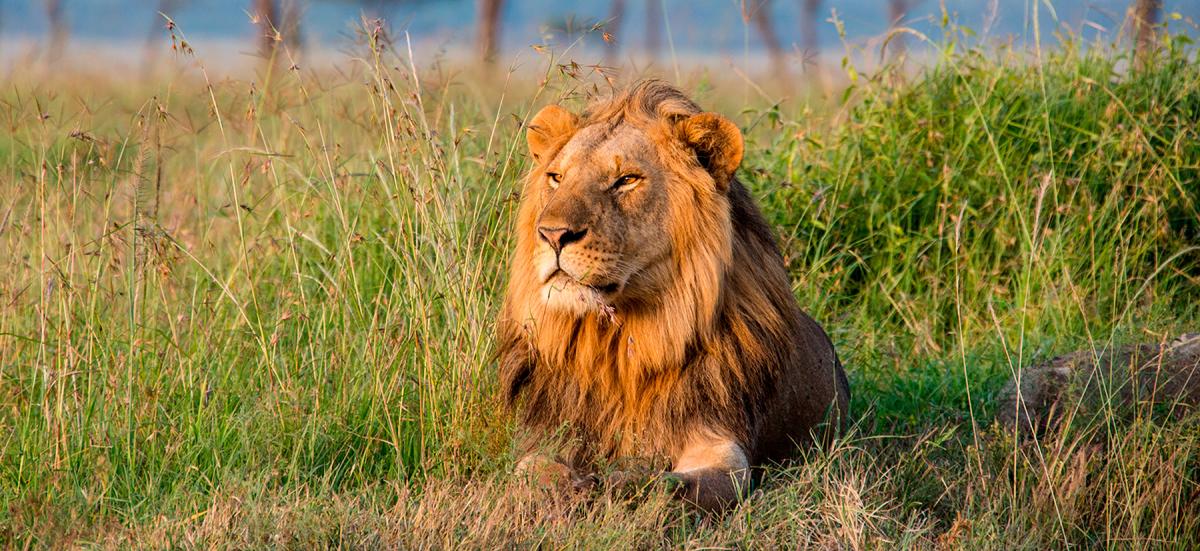 Living with lions | WWF