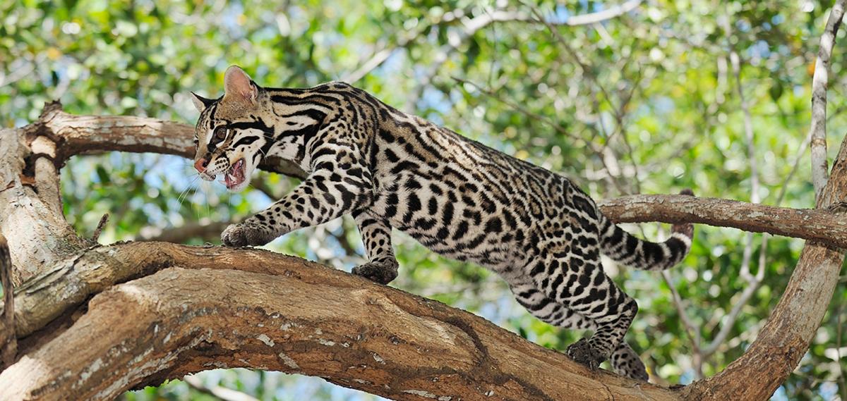 Spotting a pattern | WWF