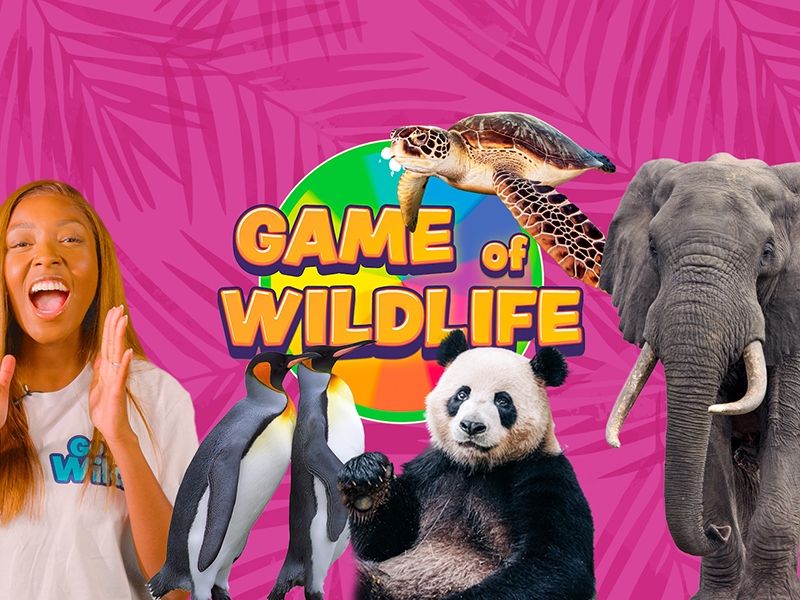 Game of Wildlife: Episode 1 | WWF
