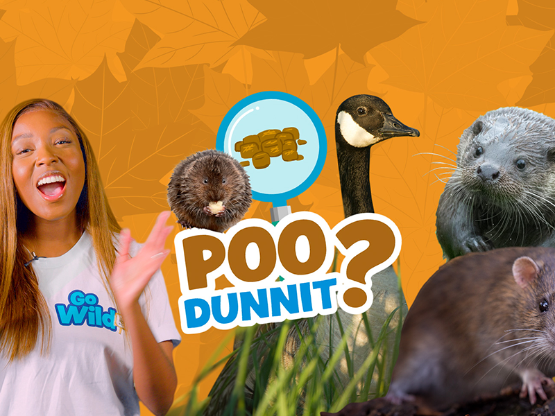 Poo quiz: Poo on the rocks | WWF