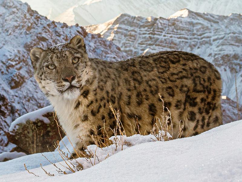 Life on the edge: Snow leopards | WWF