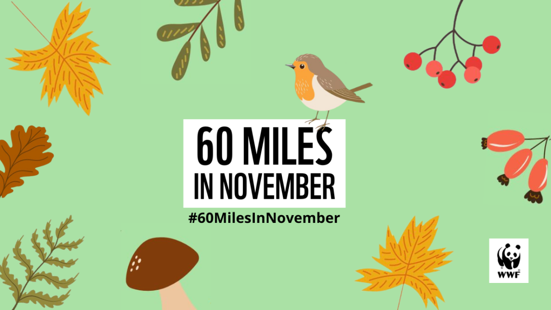 WWF 60 Miles in November | WWF