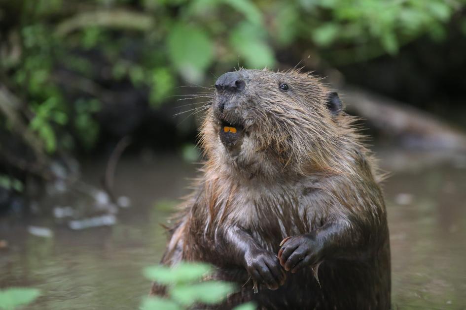 Beavers Bringing Hope | WWF