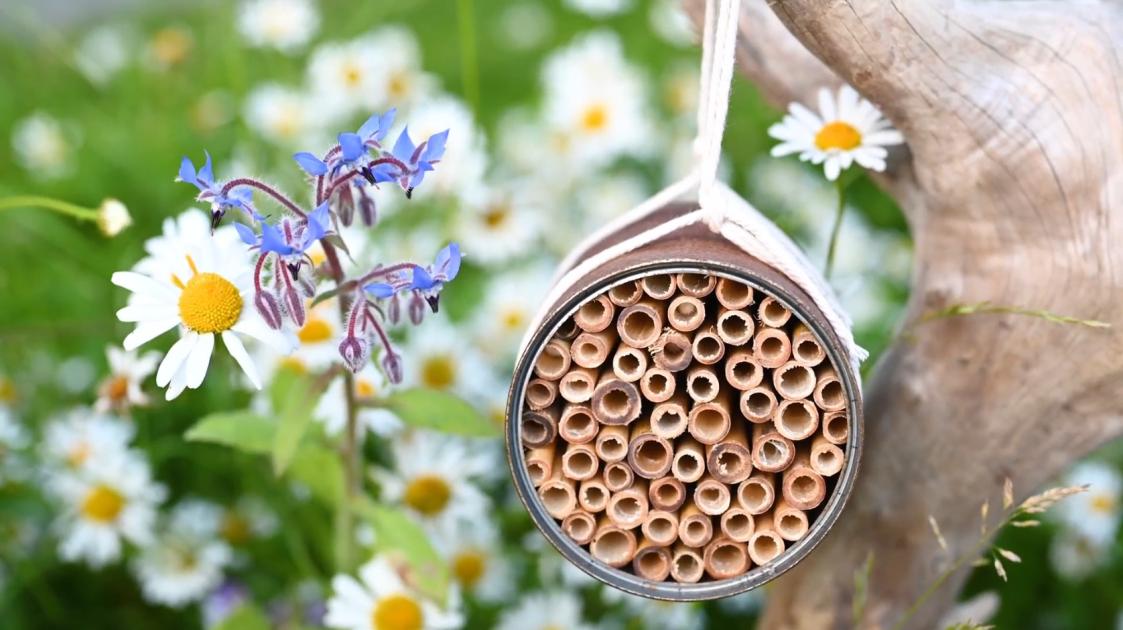 Creative Crafts | WWF