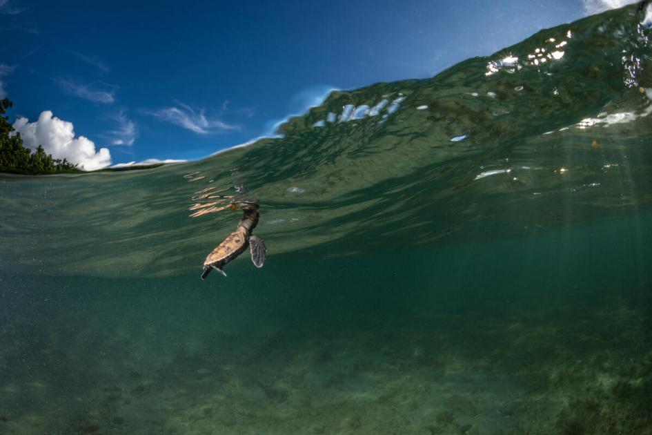 Living Planet Act | WWF