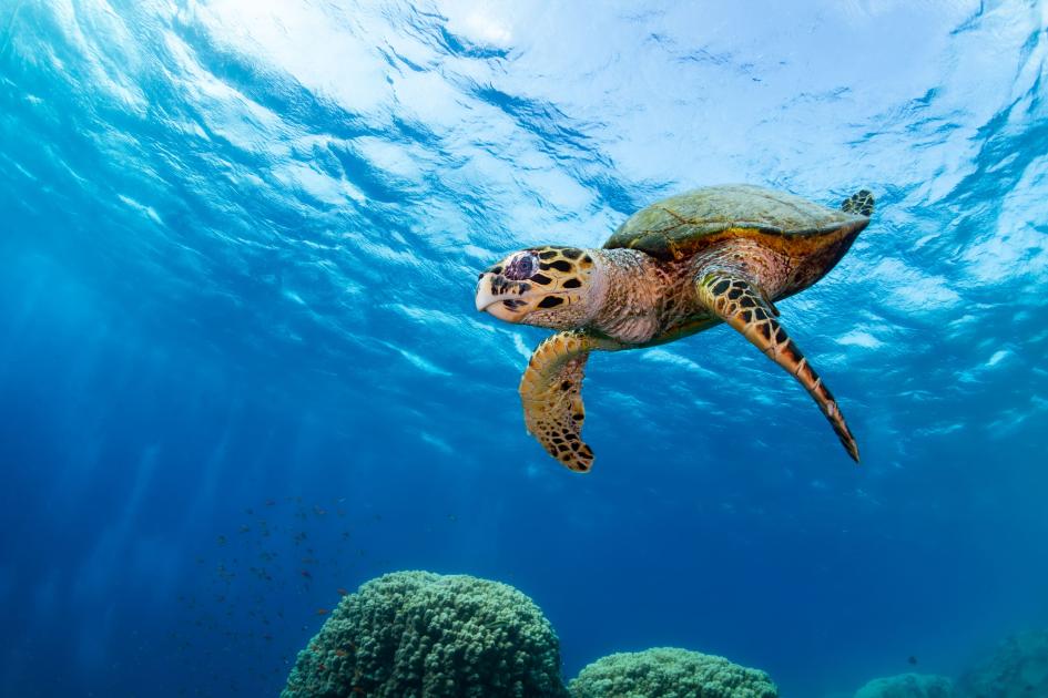 Satellite tagging hawksbill turtles | WWF