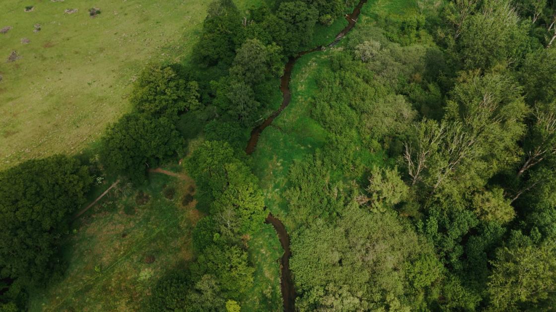 WWF Statement on the UK at COP29 | WWF