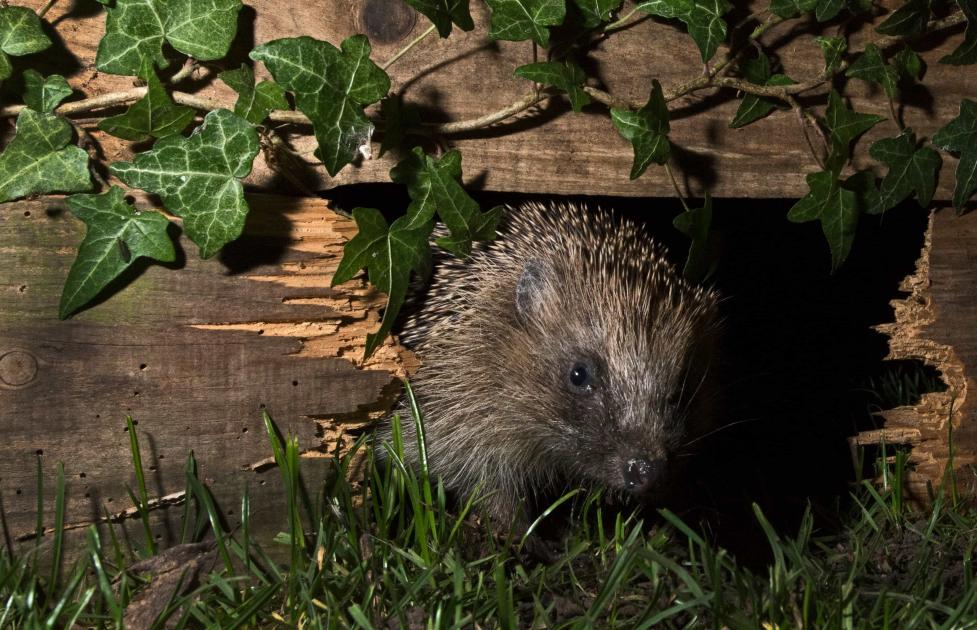 Top 10 facts about Hedgehogs | WWF