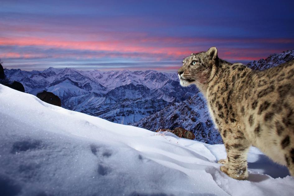 International Snow Leopard Day | WWF