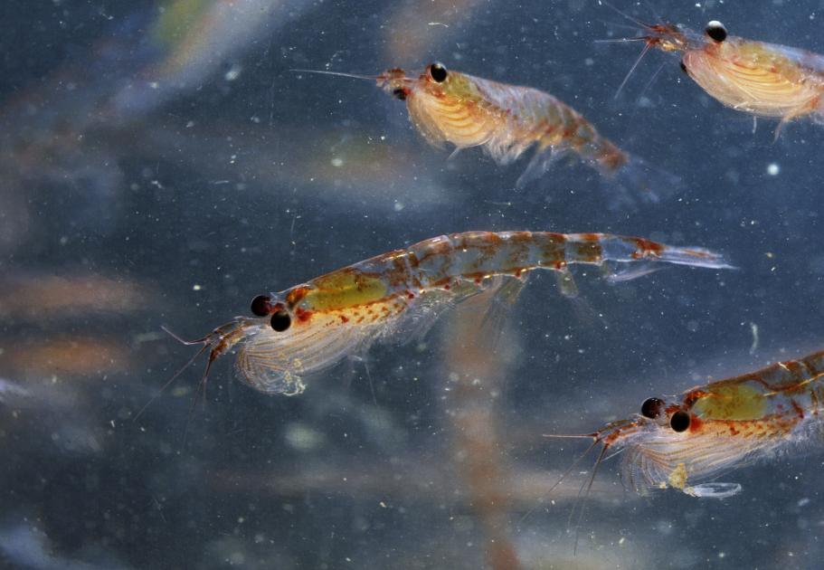 Krill from Space project takes off | WWF