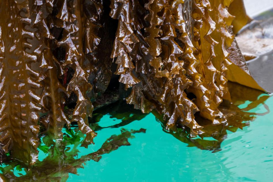 Art For Your Oceans | WWF