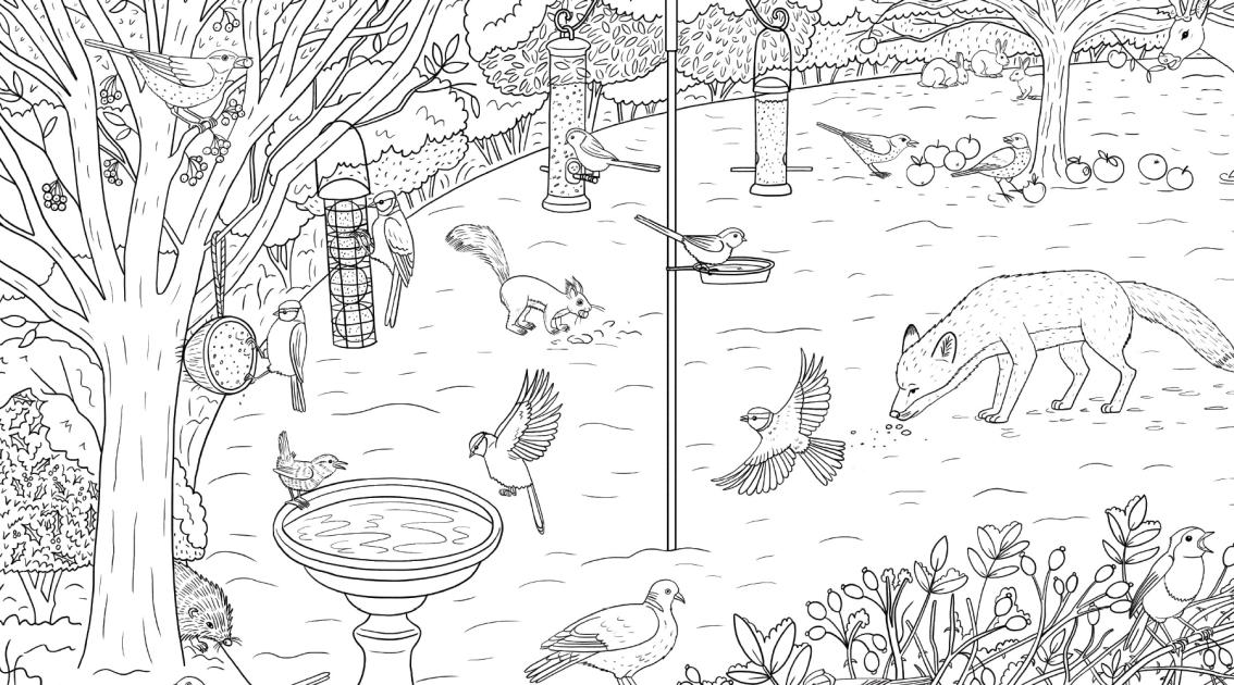 Free Wildlife Colouring Sheets