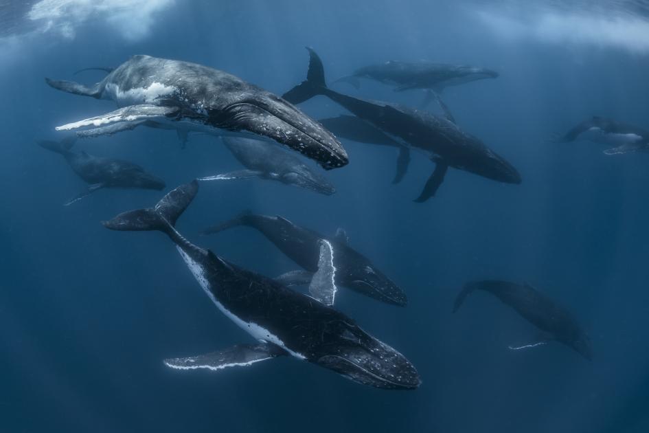 WWF and leading scientists launch online whale tracker | WWF